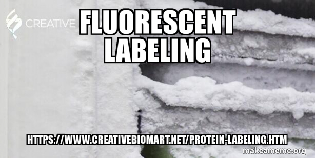 Fluorescent Labeling https://www.creativebiomart.net/Protein-Labeling ...