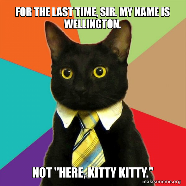 For the last time, Sir. My name is Wellington. Not "here, kitty kitty ...