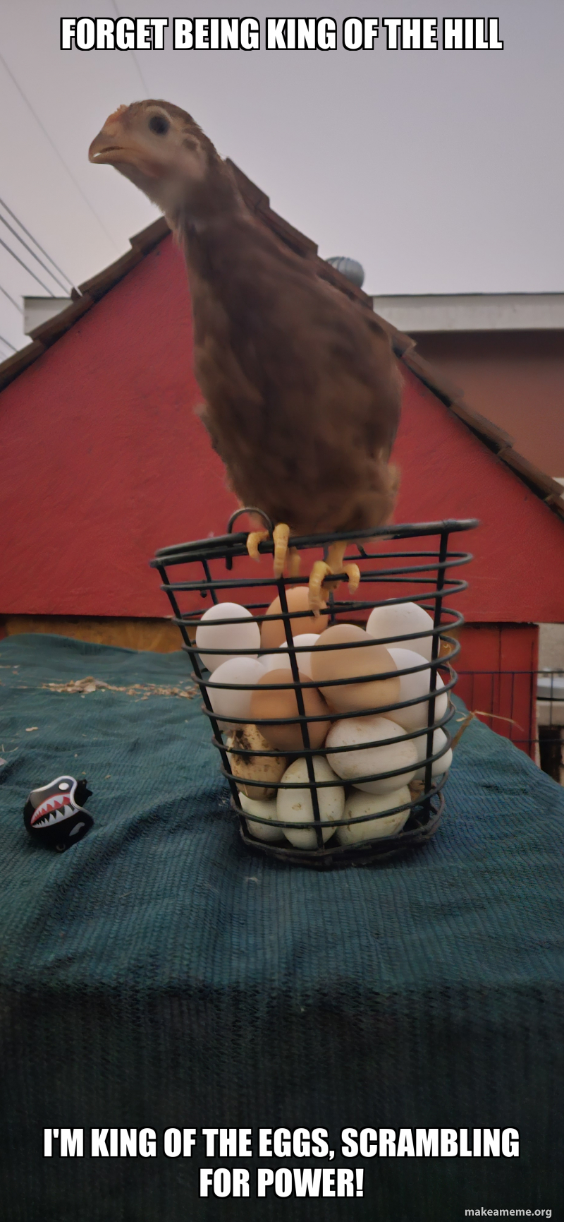 Forget being King of the hill I'm King of the eggs, scrambling for ...