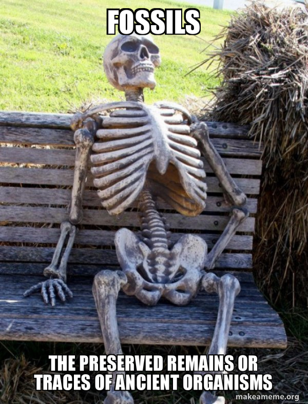 FOSSILS The preserved remains or traces of ancient organisms - Waiting ...