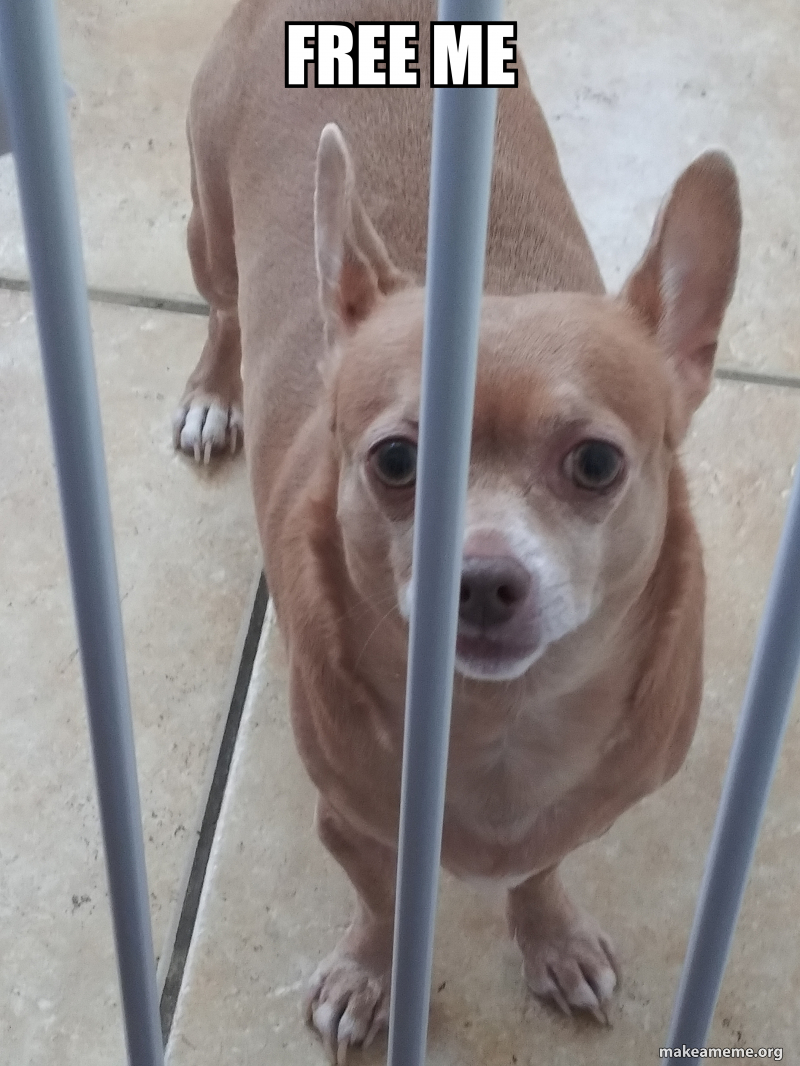Free me Meme Generator