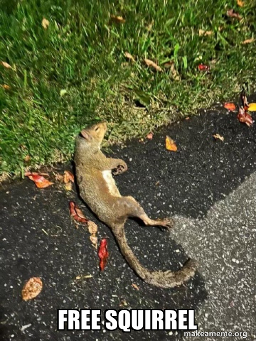 Free SquIrrel Meme Generator