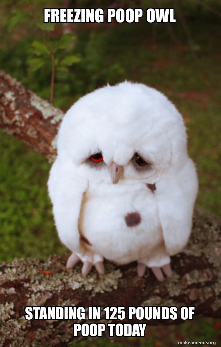 Freezing poop Owl Standing in 125 pounds Of poop today - Sad Owl | Make ...