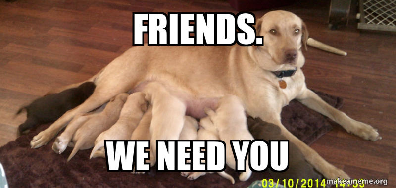 Friends. We need you Meme Generator