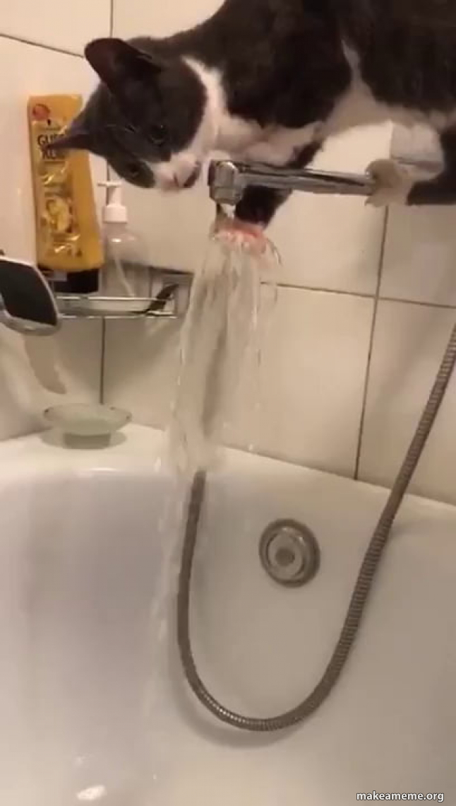 - Funny cat let me continue filming and not help at all Meme Generator