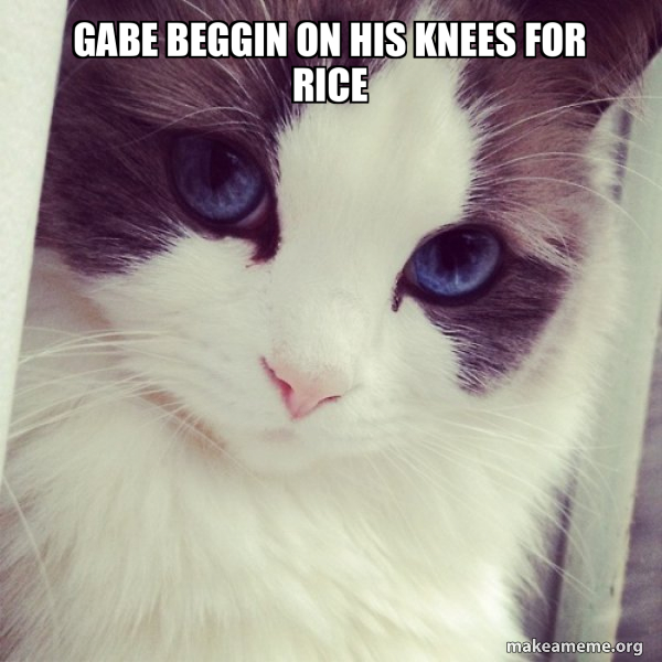 Gabe beggin on his knees for rice - Ridiculously Photogenic Cat Meme ...