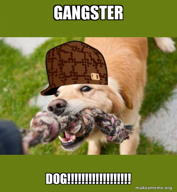 gangster dog!!!!!!!!!!!!!!!!!! - Scumbag dog Meme Generator