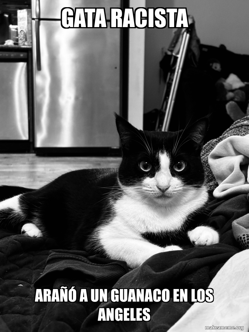 GATA RACISTA Arañó A Un guanaco en los angeles Meme Generator