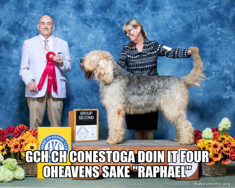 GCH CH CONESTOGA DOIN IT FOUR OHEAVENS SAKE "RAPHAEL" Meme Generator