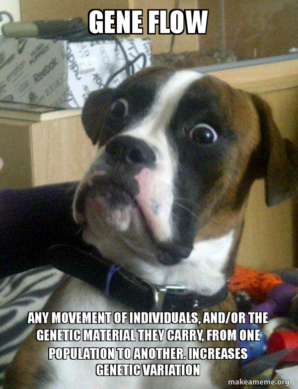 Gene flow any movement of individuals, and/or the genetic material they ...