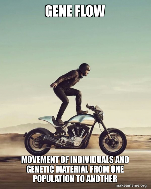 Gene flow Movement of individuals and genetic material from one ...