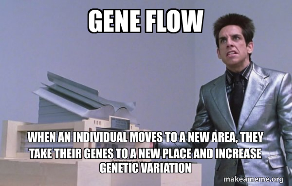 gene flow When an individual moves to a new area, they take their genes ...