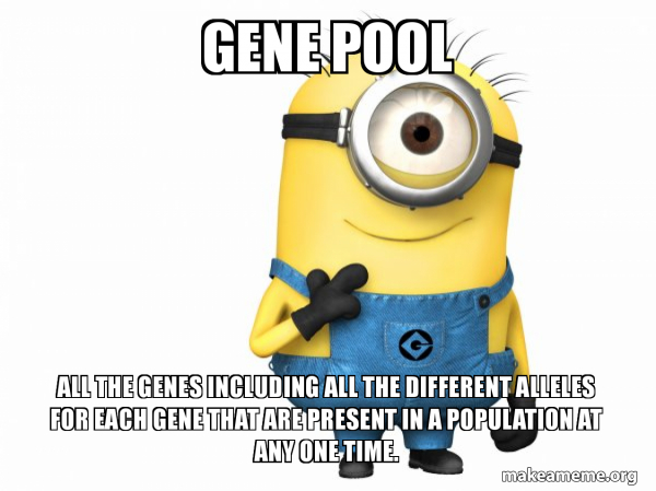 gene pool all the genes including all the different alleles for each ...