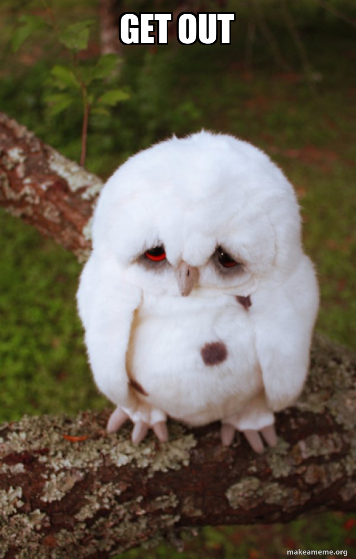 GET OUT - Sad Owl Meme Generator