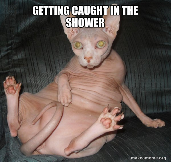 getting caught in the shower - Hairless Cat Meme Generator