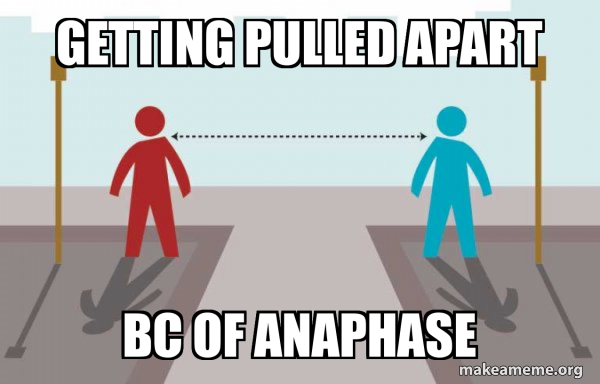 getting pulled apart bc of anaphase - Coronavirus Social Distancing ...