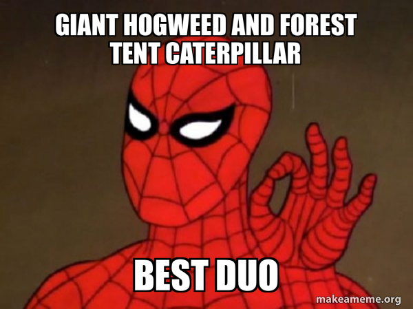 Giant Hogweed and Forest Tent Caterpillar Best Duo - Spiderman - Care ...