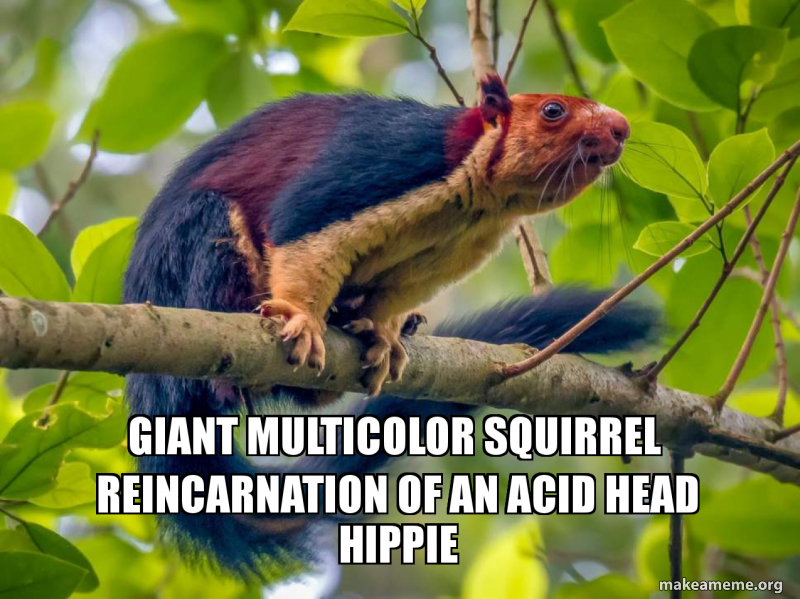 GIANT MULTICOLOR SQUIRREL REINCARNATION OF AN ACID HEAD HIPPIE Meme ...