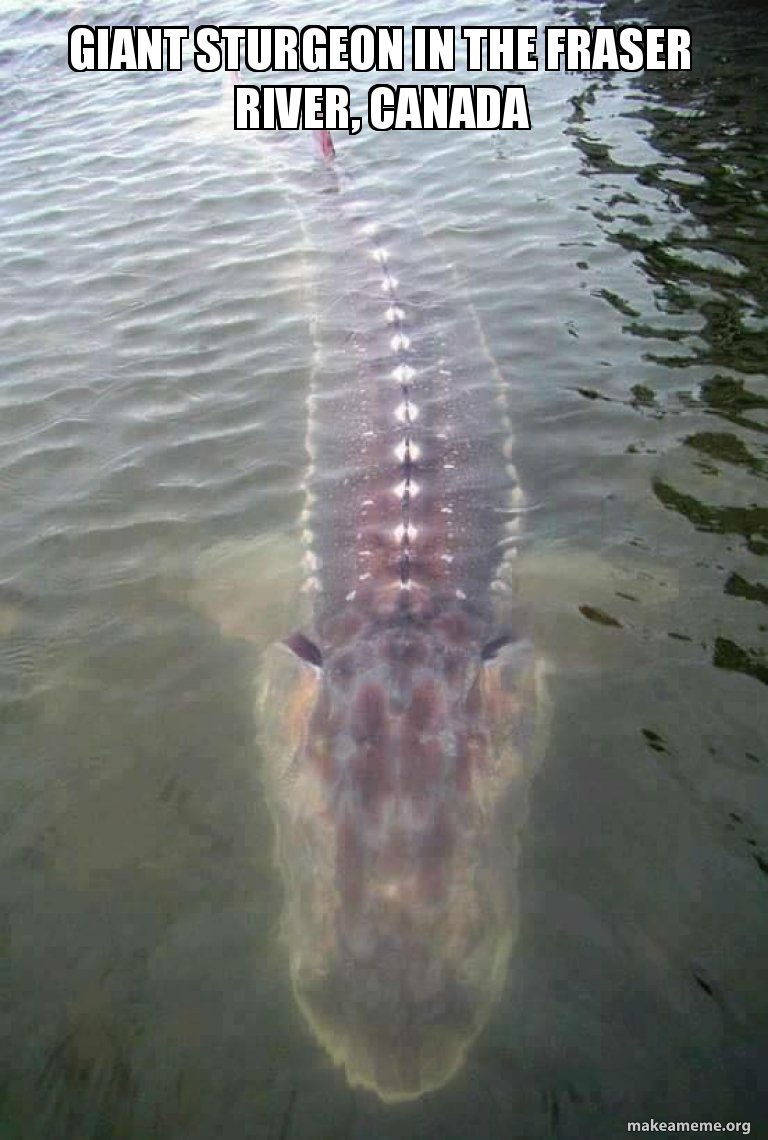 Giant sturgeon in the fraser river, Canada Meme Generator
