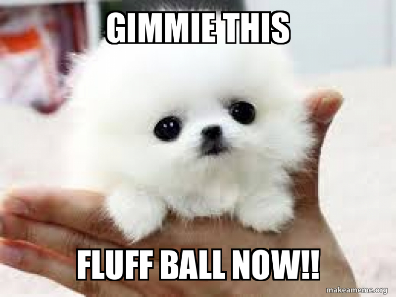 GIMMIE THIS FLUFF BALL NOW!! Meme Generator
