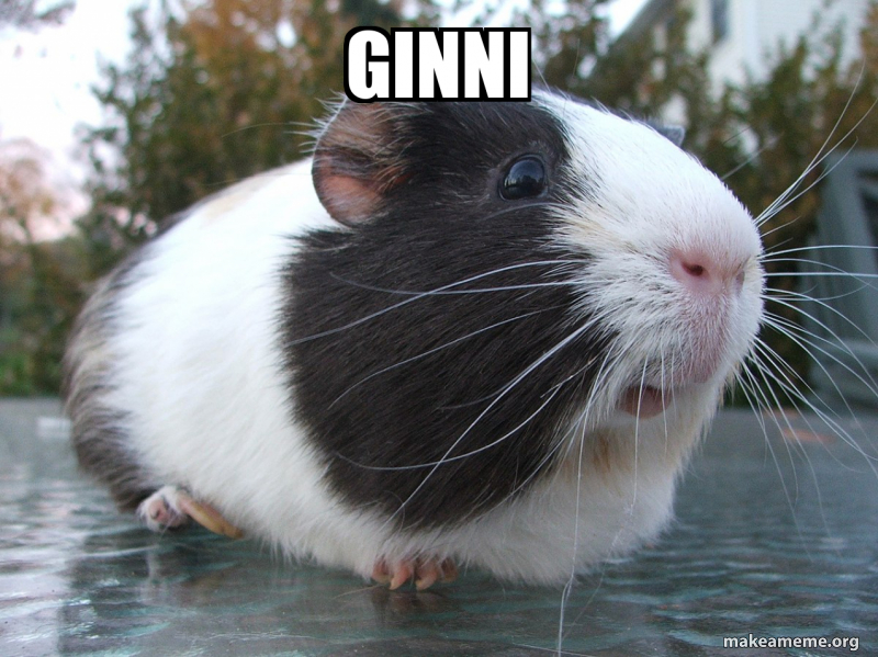 Ginni Meme Generator