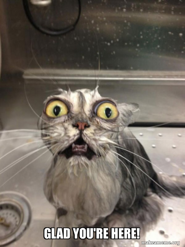 Glad you're here! - Cat bath Meme Generator