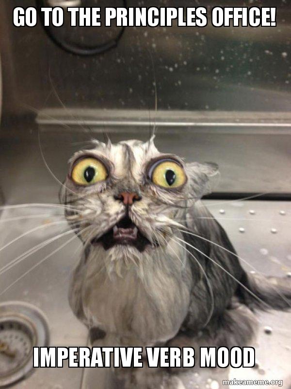 Go to the principles office! imperative verb mood - Cat bath Meme Generator