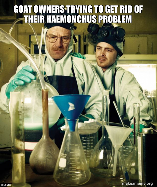 Goat Owners Trying to Get Rid of Their Haemonchus Problem Meme Generator