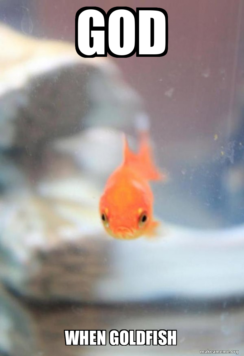 god when goldfish - Grumpy Fish Meme Generator
