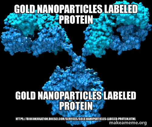 gold nanoparticles labeled protein gold nanoparticles labeled protein ...