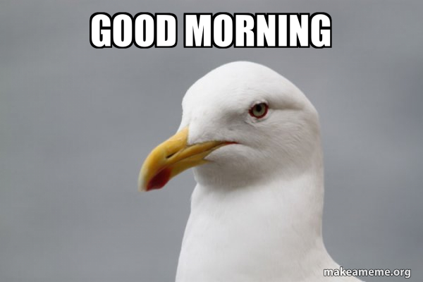 Good Morning - Stuff That Didn't Happen Seagull Meme Generator