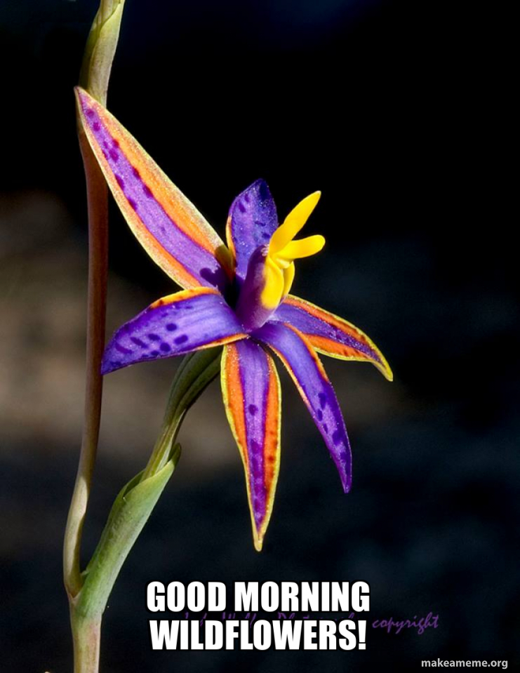Good morning Wildflowers! Meme Generator