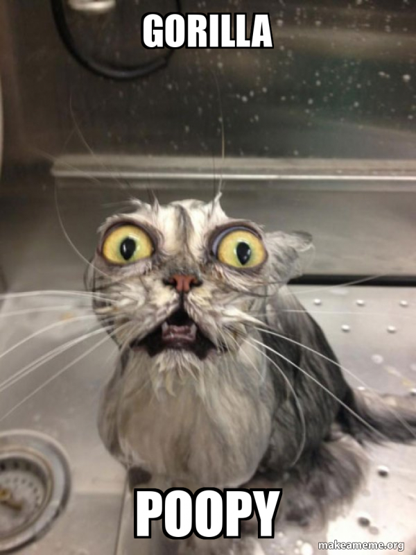 gorilla poopy - Cat bath Meme Generator