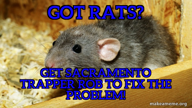 Got rats? Get Sacramento trapper rob to fix the problem! Meme Generator