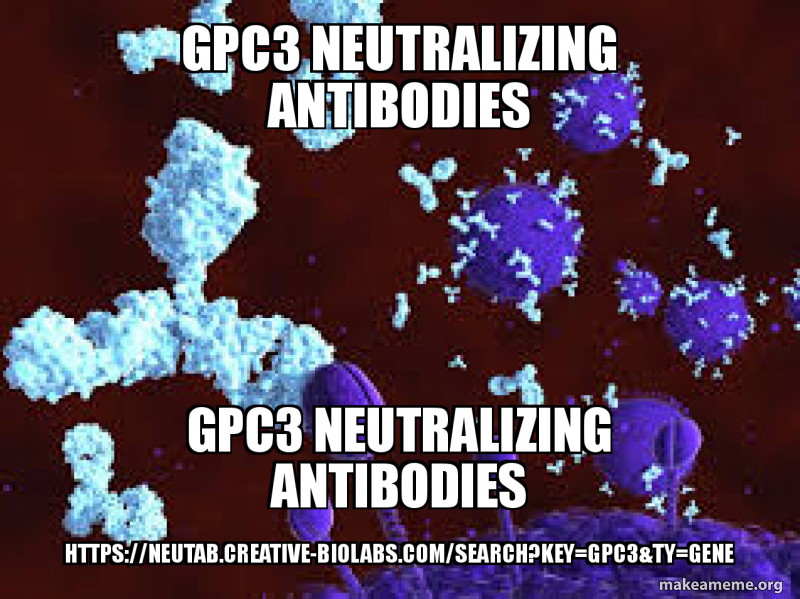 GPC3 neutralizing antibodies GPC3 neutralizing antibodies https ...