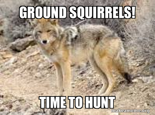 ground squirrels! time to hunt Meme Generator