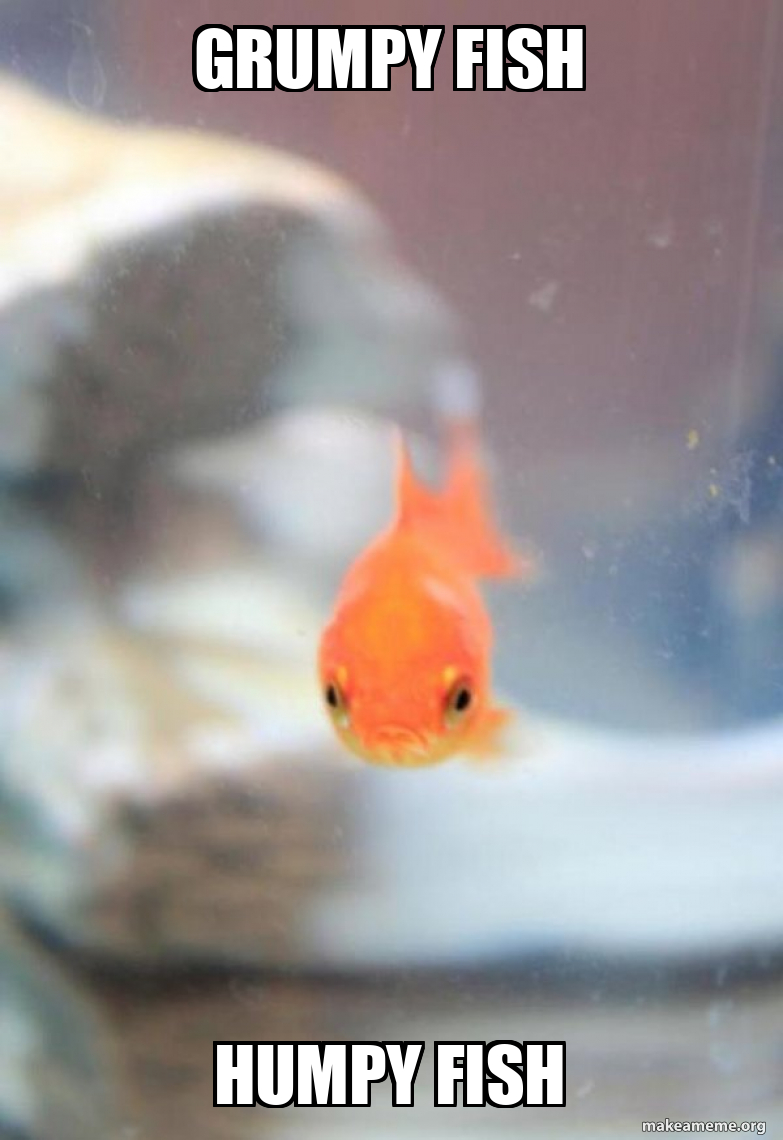 Grumpy fish Humpy fish - Grumpy Fish Meme Generator
