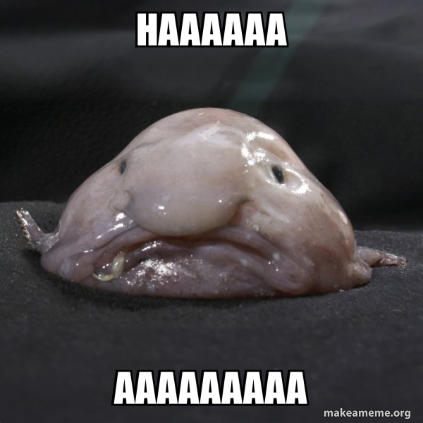 haaaaaa aaaaaaaaa - Blobfish Meme Generator
