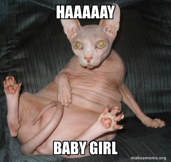 haaaaay baby girl - Hairless Cat Meme Generator