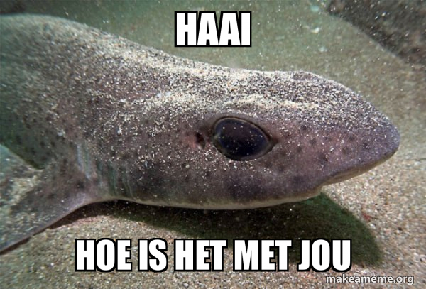 haai hoe is het met jou - Dirty Joke Dogfish Meme Generator