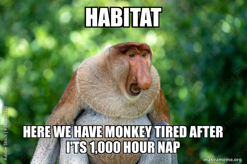 Habitat Here we have monkey tired after i'ts 1,000 hour nap Meme Generator