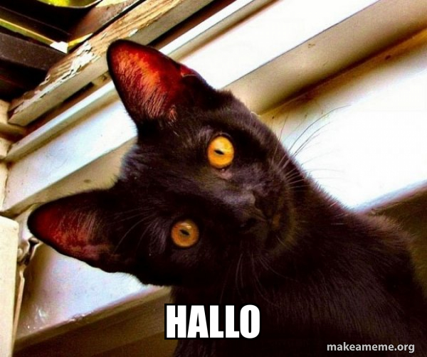 hallo - Overly Attached Cat Meme Generator