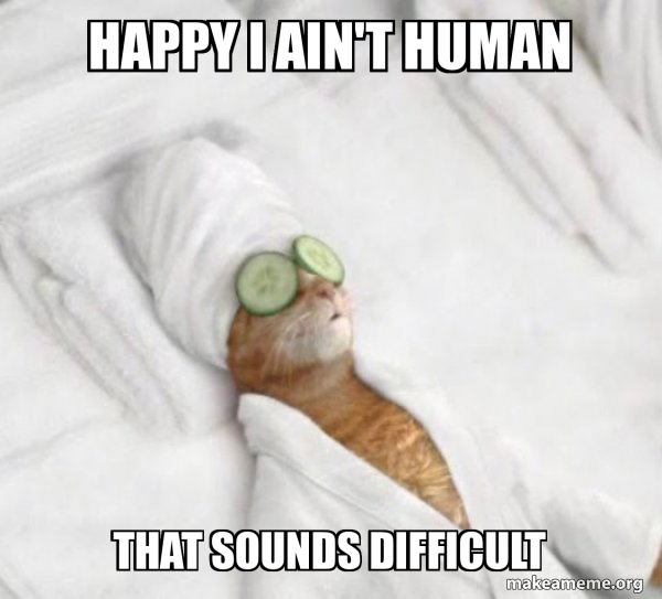 happy i ain't human that sounds difficult - Pampered Cat Meme Meme ...