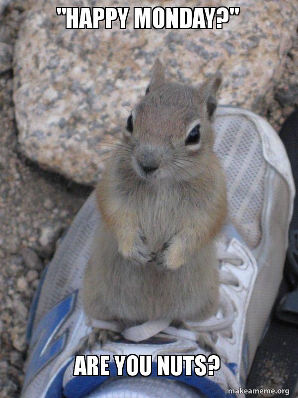 "Happy Monday?" Are you nuts? - Standover Squirrel Meme Generator