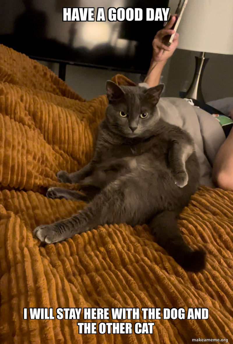 Have a good day I will stay here with the dog and the other cat Meme ...