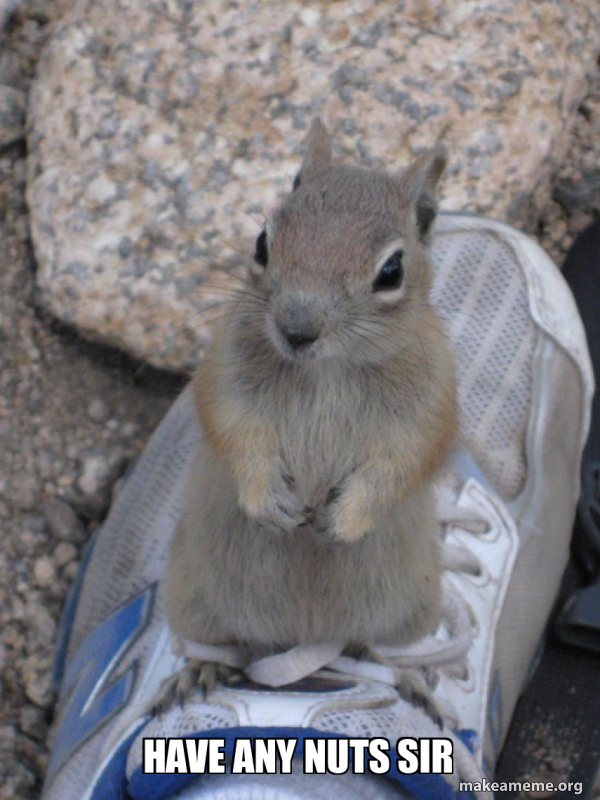 have any nuts sir - Standover Squirrel Meme Generator