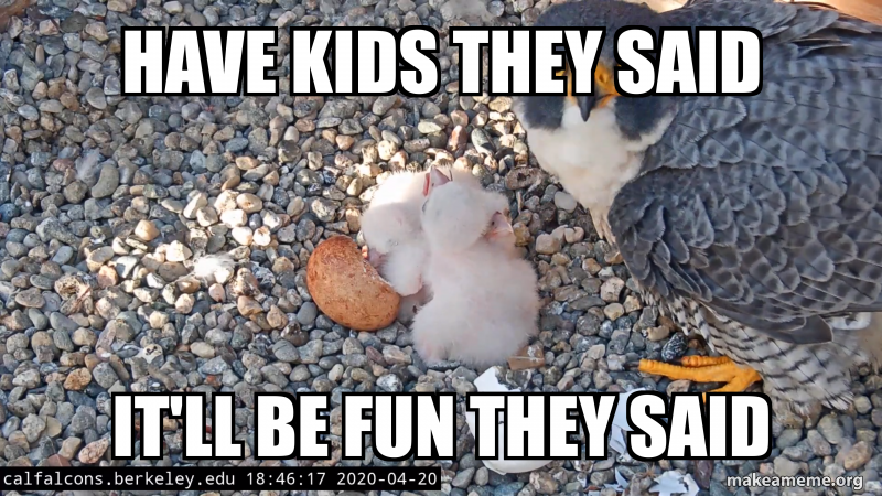 Have kids they said It'll be fun they said Meme Generator