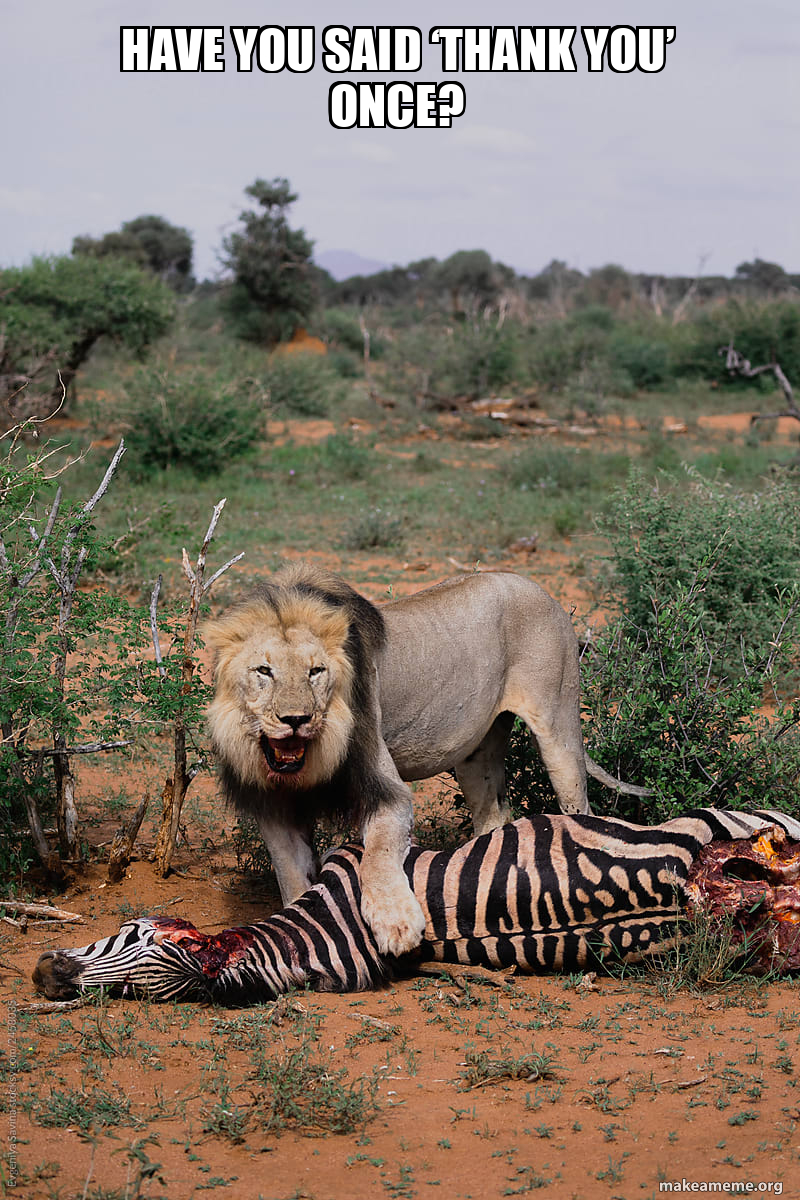 Have you said ‘Thank You’ once? Meme Generator