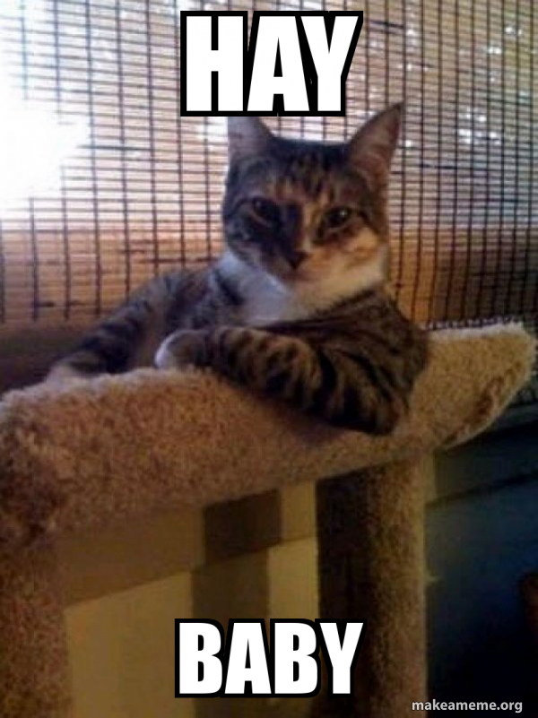 hay baby - The Most Interesting Cat in the World Meme Generator
