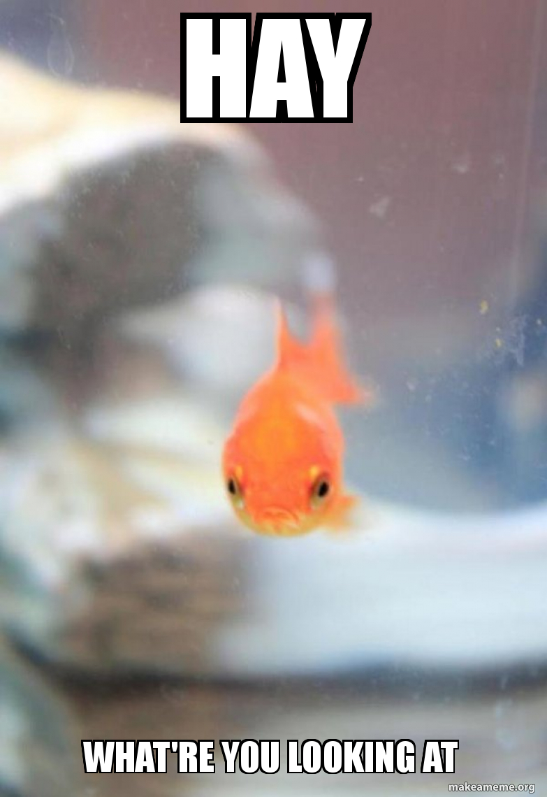 HAY WHAT'RE YOU LOOKING AT - Grumpy Fish Meme Generator